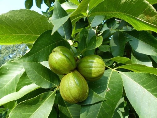 5 Butternut Tree Seeds for Planting - Amazing and Exotic Fruit Tree | eBay