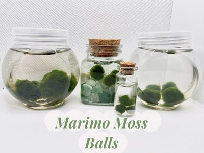Marimo Moss Ball Mini Aquarium Friends Various Sizes [Read Desc Before ...