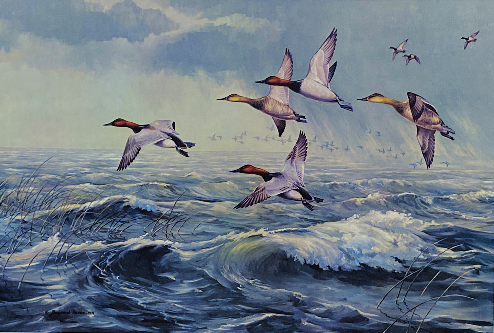 Maynard Reece Rough Water Canvasbacks S/N Art Print | eBay