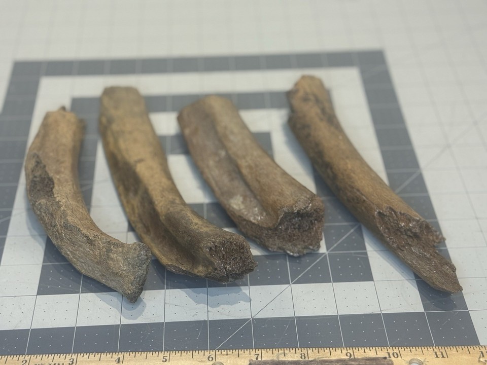 Mammoth Fossil Rib Bone 5” Segment With 4” Mass Individually | eBay