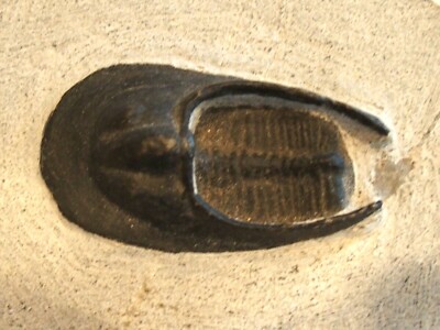 TRILOBITE HARPETIDA FOSSIL MOROCCO 2” 5cm EXCELLENT | eBay