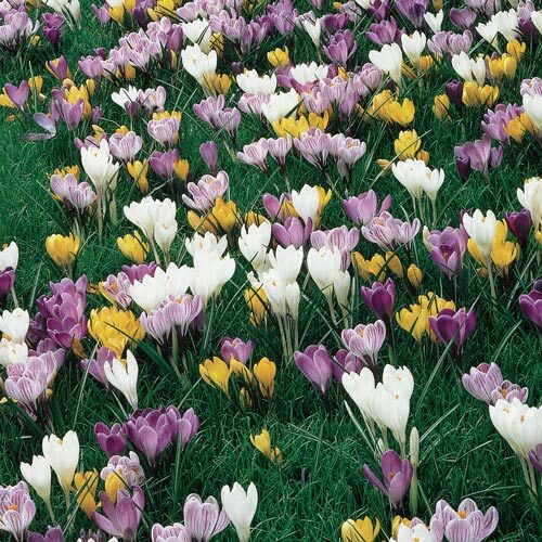 12 Large Flowering Crocus Bulbs - Early Spring Blooms | eBay
