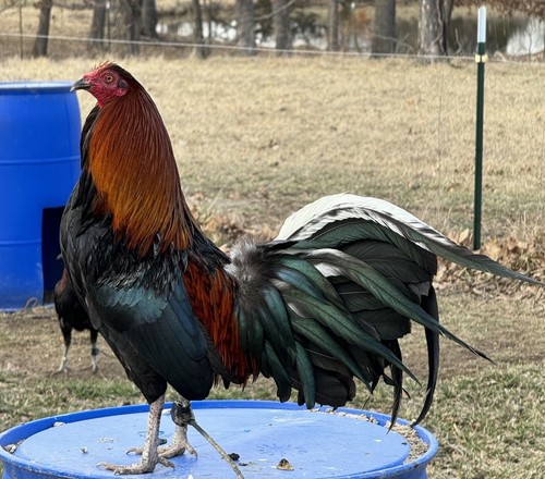 8+ SHOWME LARRY BLEVINS BROWNRED LINE FERTILE GAMEFOWL HATCHING EGGS | eBay