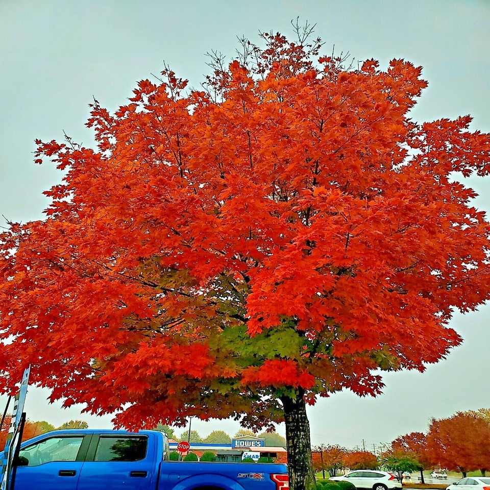 *RED SUNSET* Japanese Maple (Acer rubrum) Tree Seeds, Landscaping or ...