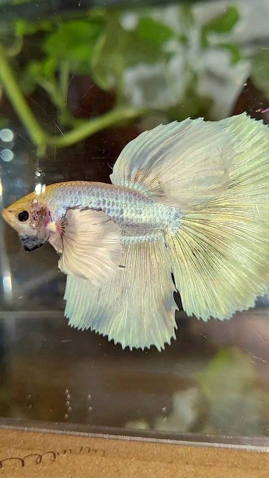 RARE HALFMOON DUMBO EAR WHITE UNICORN BETTA (100% REAL PICT) | eBay