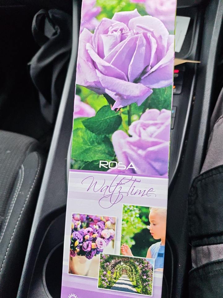 Fragrant Waltz Time Hybrid Tea- Stunning lilac Mauve Rose Bush | eBay UK