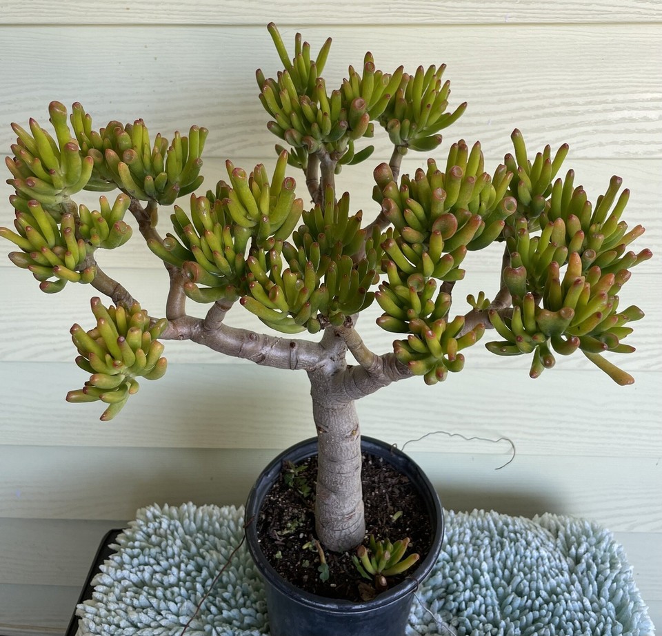 Crassula ovata 'Gollum' Jade 15” Ship With Bare Rooted | eBay