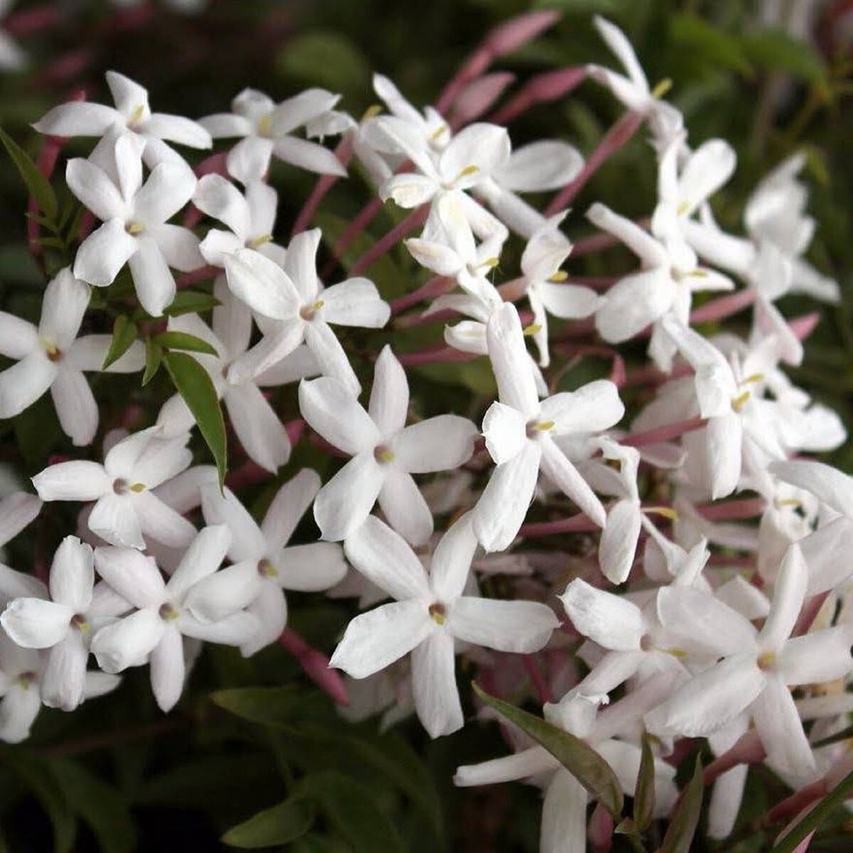 Jasminum polyanthum - Chinese Scented Jasmine, Plant in 9 cm Pot | eBay UK