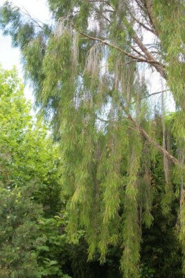 Melaleuca leucadendra Weeping Paperbark 30 seeds | eBay
