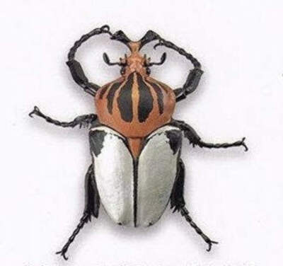 Life Size 1:1 Goliath Goliath beetle Insect PVC Figure model D | eBay