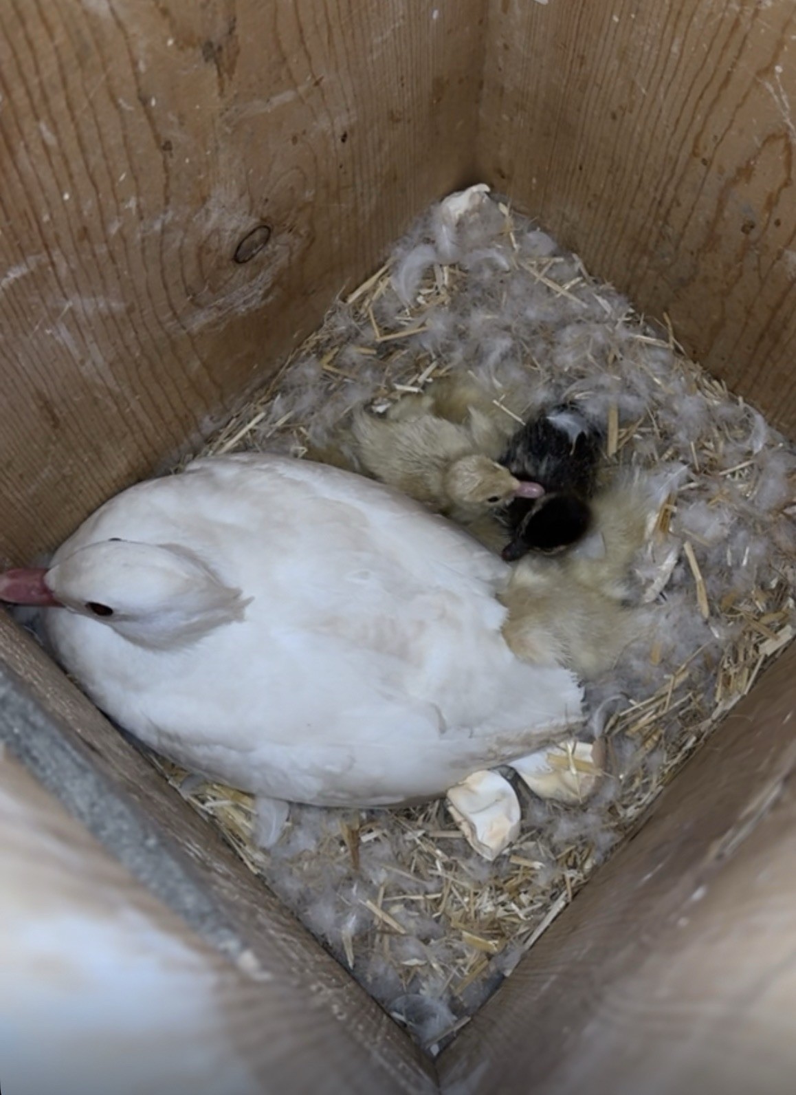 4 split Mandarin Duck Eggs! Laying now. Ready to ship | eBay