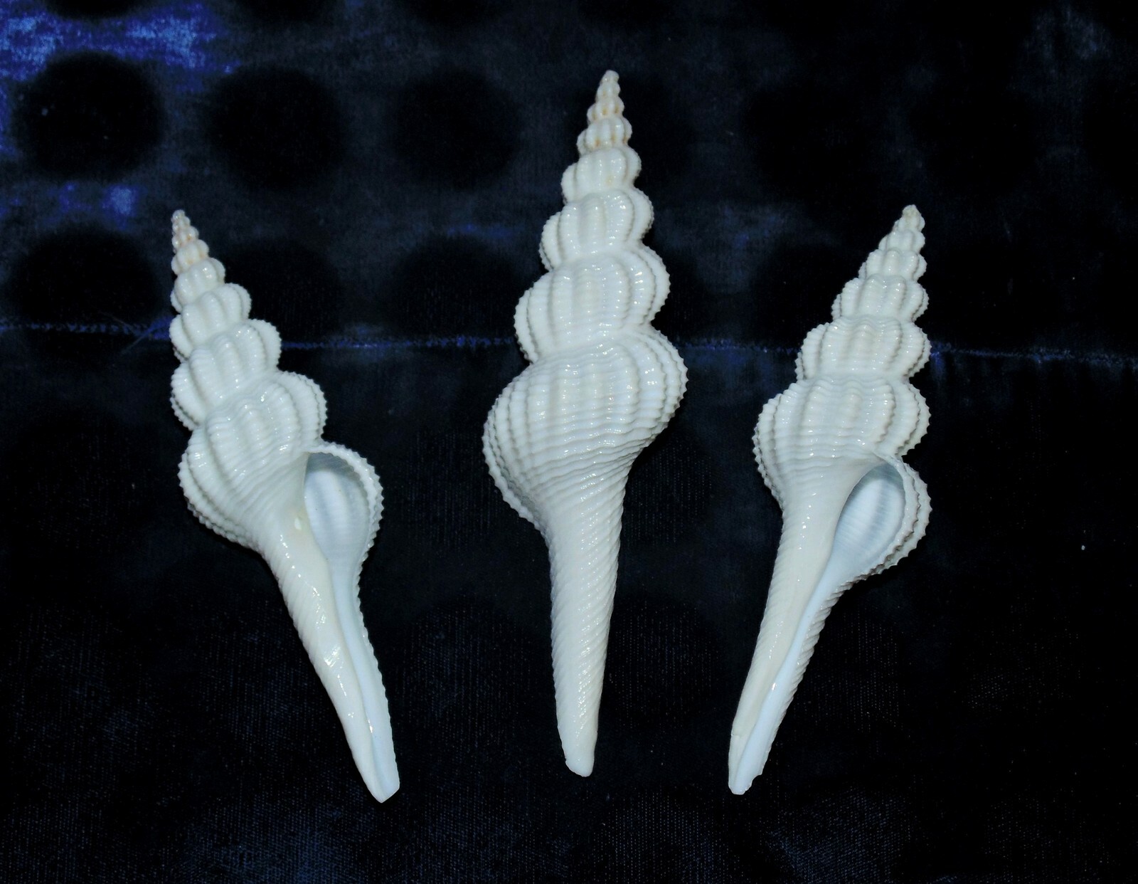 5 to 6" SPINDLE SEA SHELLS FUSINUS FORCEPS PACKAGE OF THREE (3) | eBay