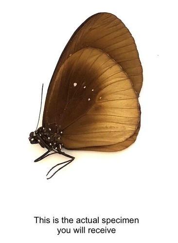Euploea alcathoe coffea - Unmounted Butterfly | eBay