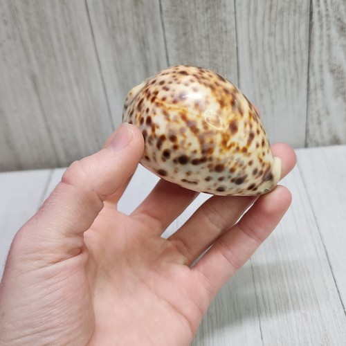 Vintage Cypraea Tigris Tiger Cowrie Sea Shells Snail 3'' Collectibles ...