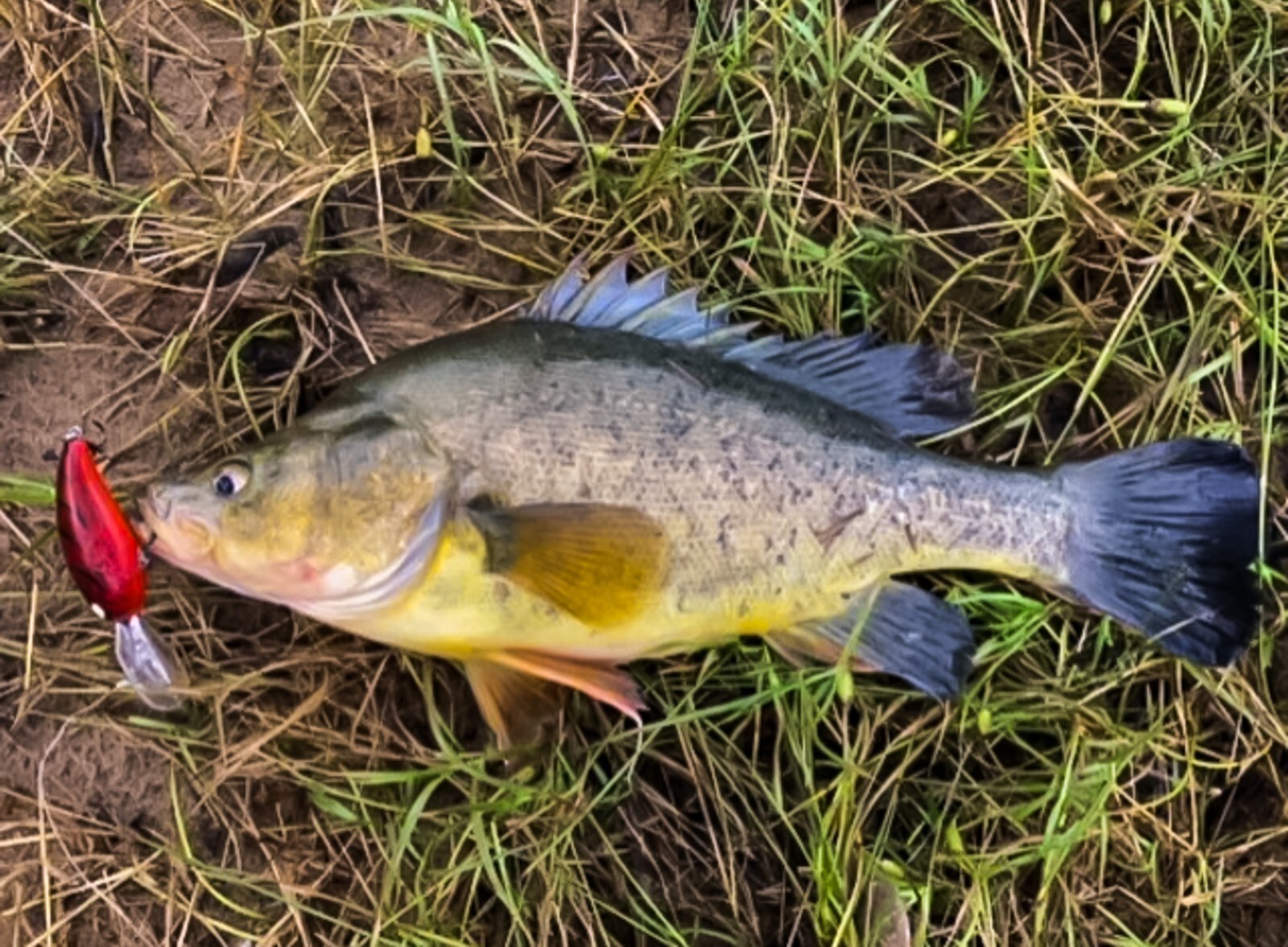 2 Cod lures Bass Yellowbelly Trout Redfin Shad Tailor Barra Perch ...