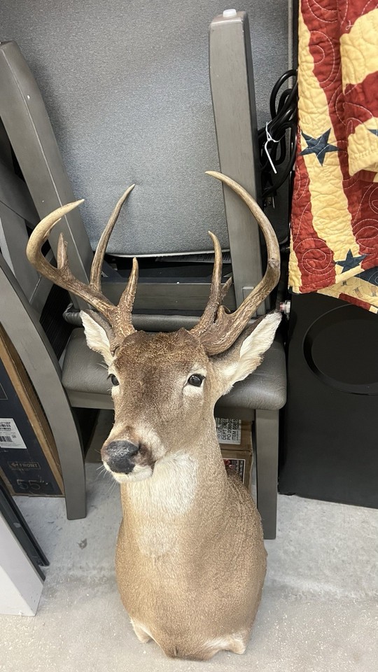 Freak Whitetail Deer Shoulder Mount Taxidermy 10 Pointer | eBay