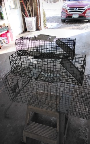 Three Have A Heart Humane Traps For Small Live Animals | eBay