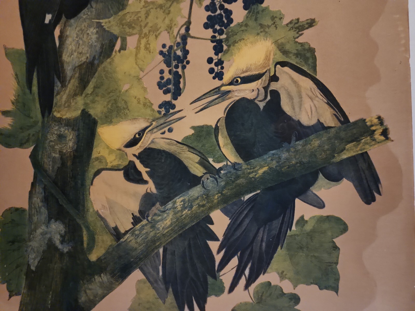 Double Elephant Folio Pileated WOODPECKER AUDUBON BIEN ed. Original ...
