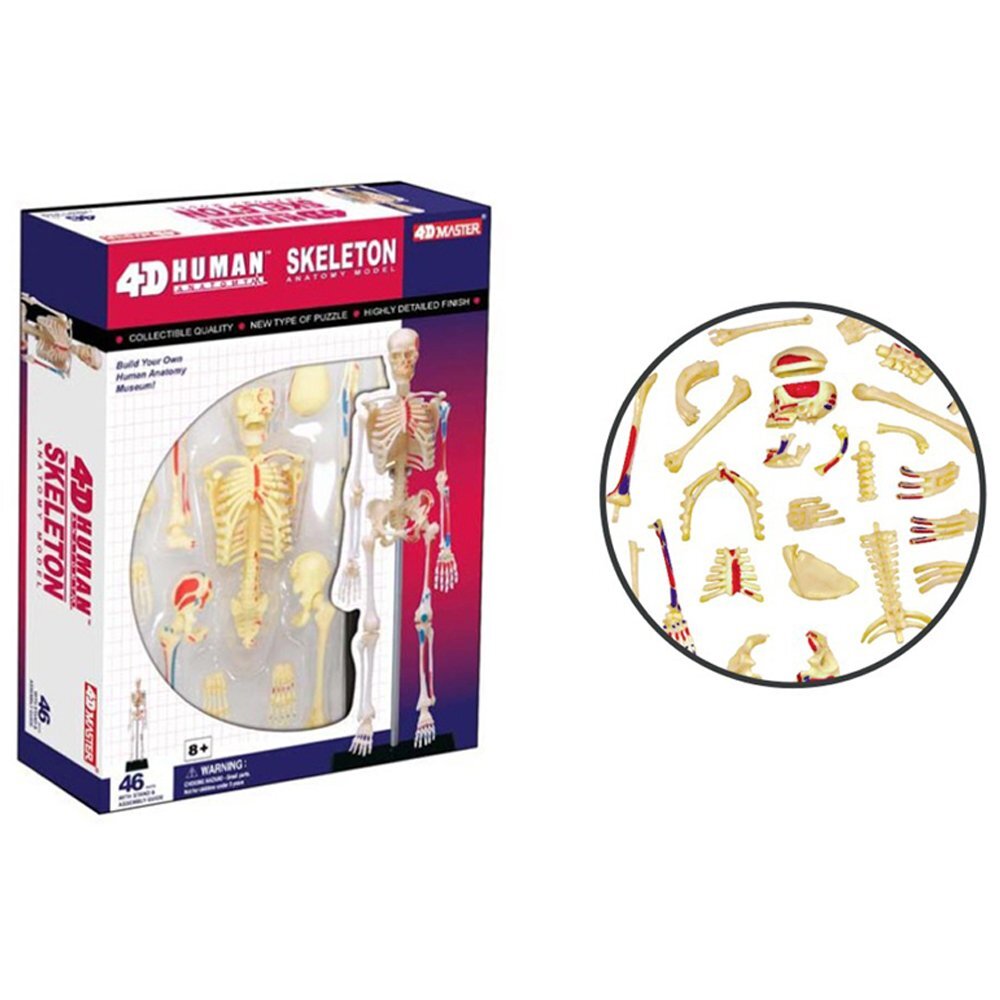 4D VISIONS MODELS Visible Human Skeleton Anatomy Kit, One Color | eBay