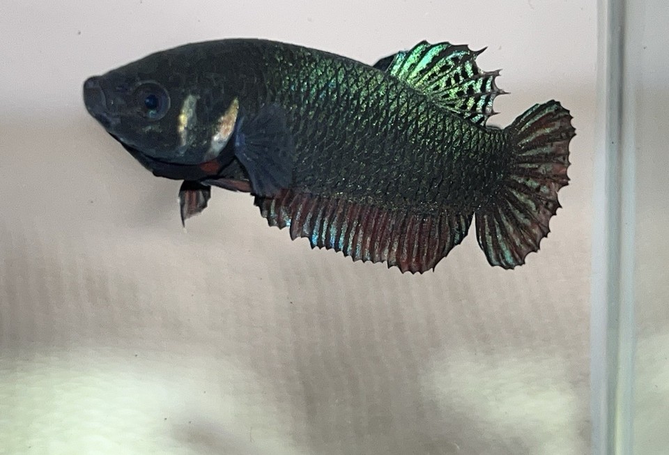 BeTtA PlaKAt Fighter **VieTNaM**{Imported feMale} [if163] | eBay