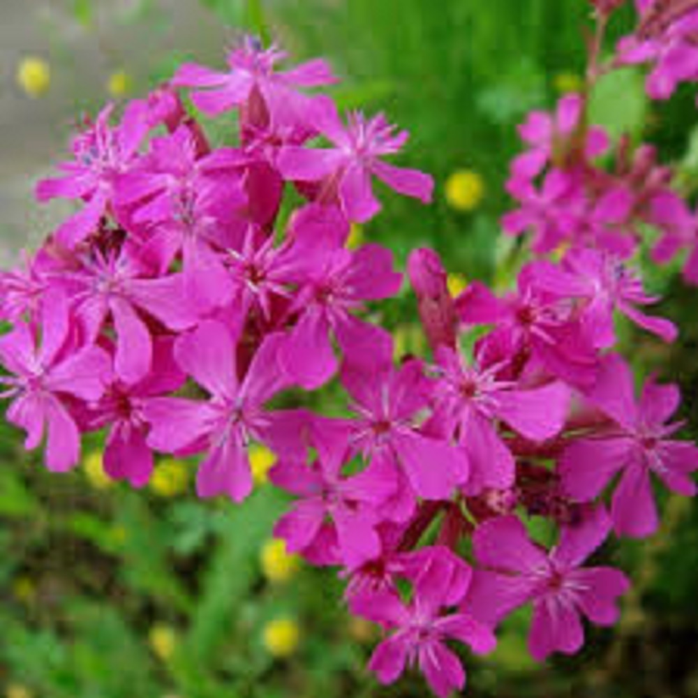 CATCHFLY FLOWER SEEDS | eBay