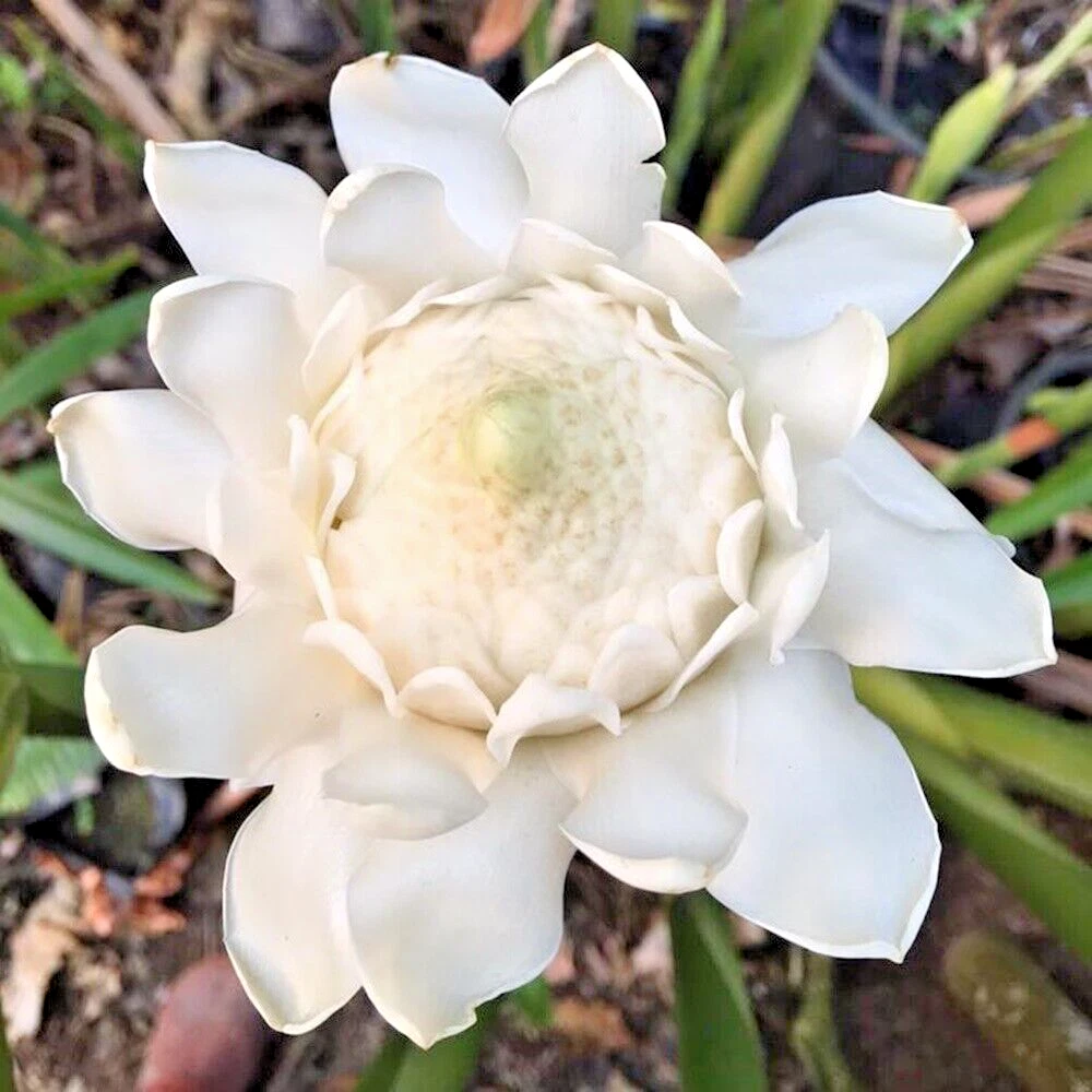 White Ginger Plants