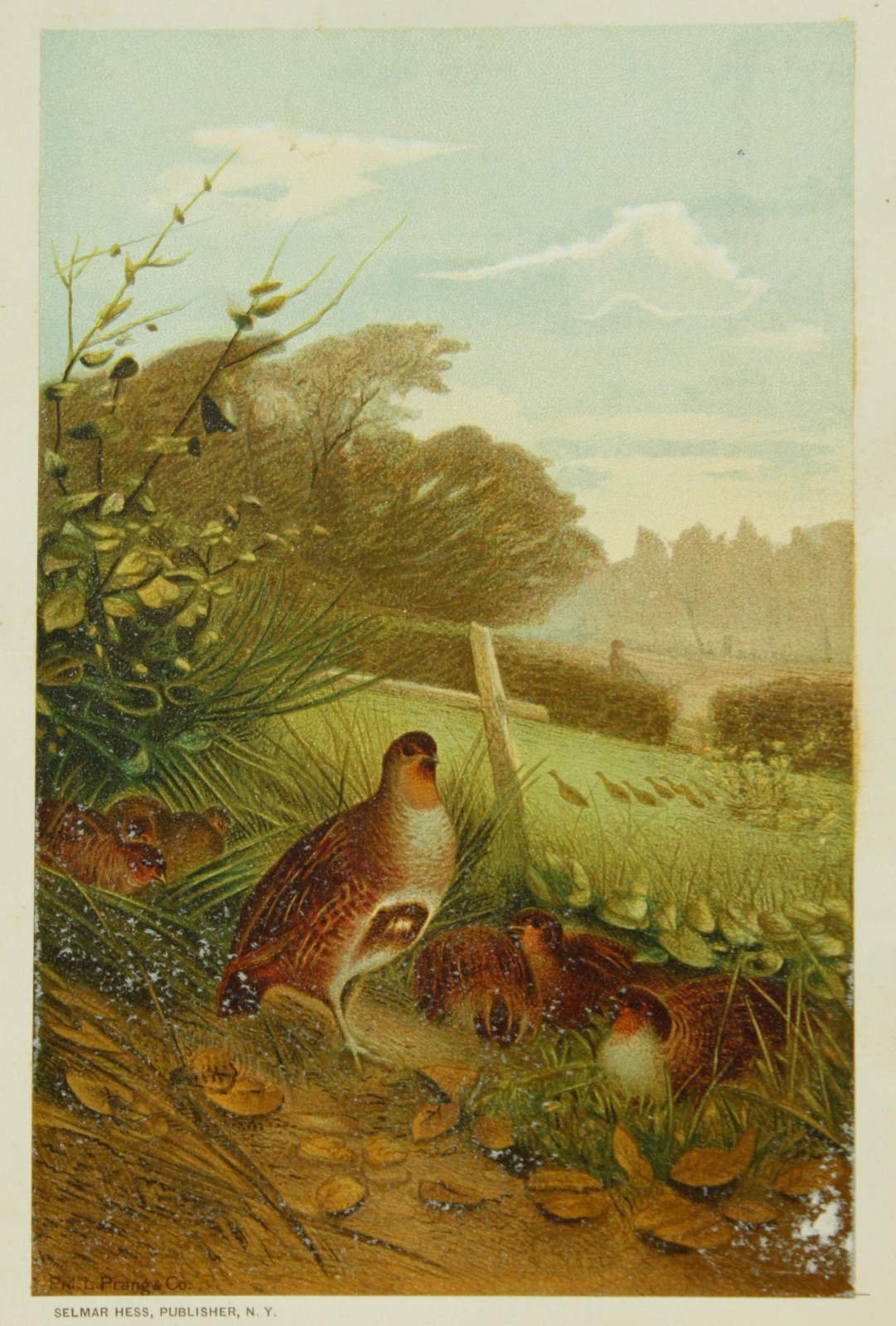 Partridge Fowl Bird L Prang & Co Selmar Hess Color Print | eBay