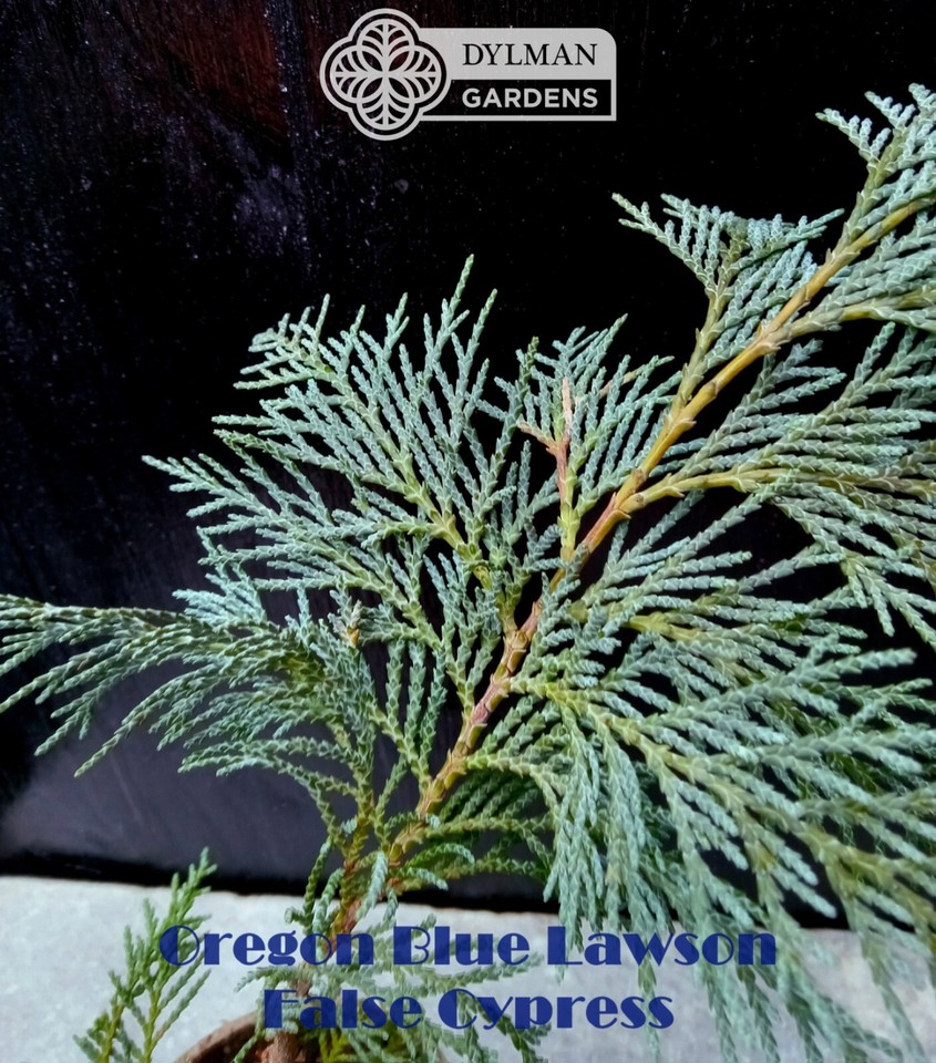 Oregon Blue Lawson False Cypress - Chamaecyparis lawsoniana 'Oregon ...
