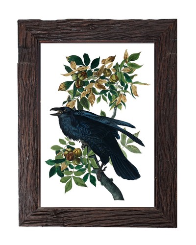 Vintage 1827 Raven Bird Illustration Antique Retro Home Decor Wall Art ...