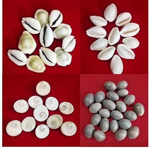 Traditional Combo Of White Kaudi Yellow Kaudi Kamal Gutta Gomati Chakra ...