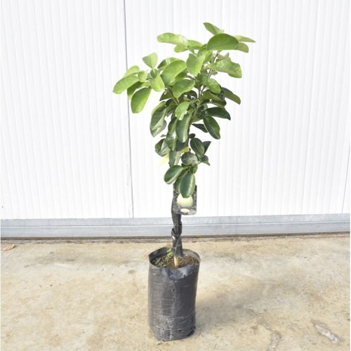 Pianta di POMELO di due (2) anni in fitocella | eBay