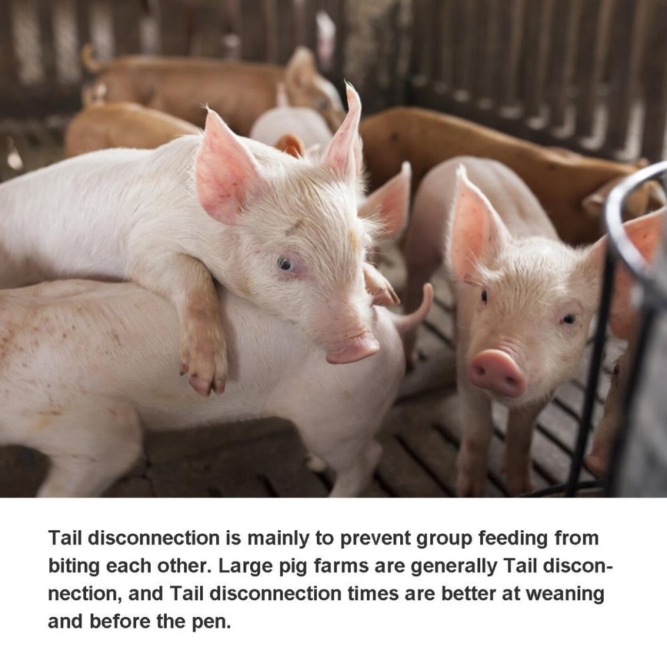 Sheep Pig Dog Puppy Tail Cutting Tool Electric LiveStock Tail Docker ...