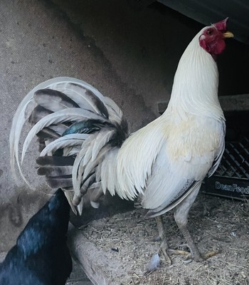 Poultry - Gamefowl Hatching Eggs