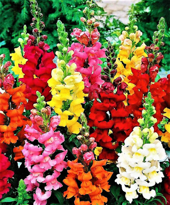 Snapdragon Seeds Tall Mix 1,000+ Seeds NON-GMO BUY 4 GET FREE SHIPPING ...