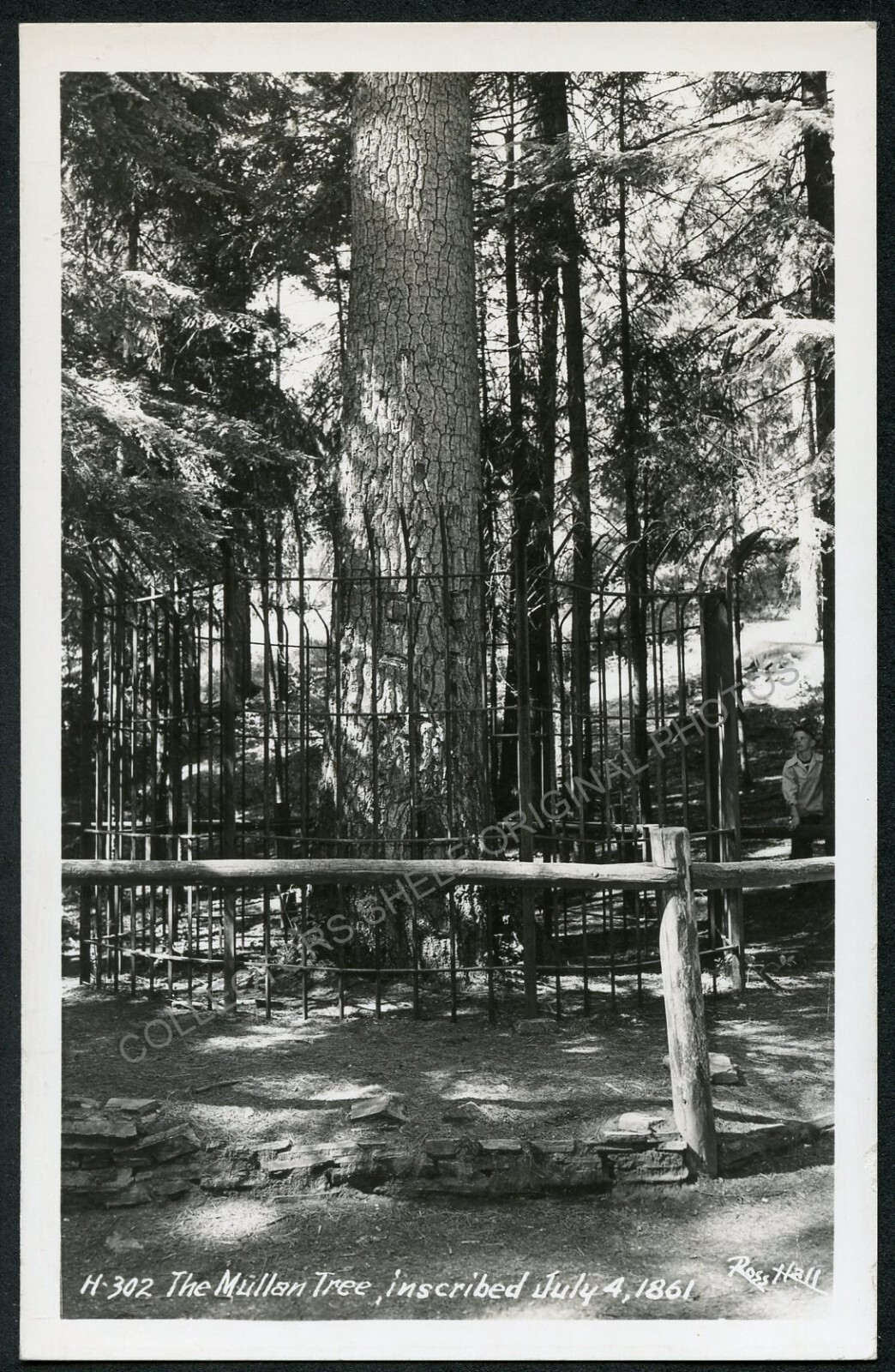 THE MULLAN TREE IDAHO INSCRIBED 1861 RPPC PHOTO c1950 POSTCARD - ROSS ...