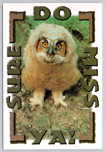 Owlet Sure Do Miss Ya baby owl UNP 6x4 Postcard g2 | eBay
