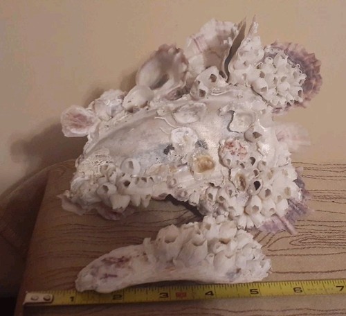 Lot 2 Oyster Barnacle Shell Cluster Clump Natural Ocean Decor Unique Marine Art | eBay
