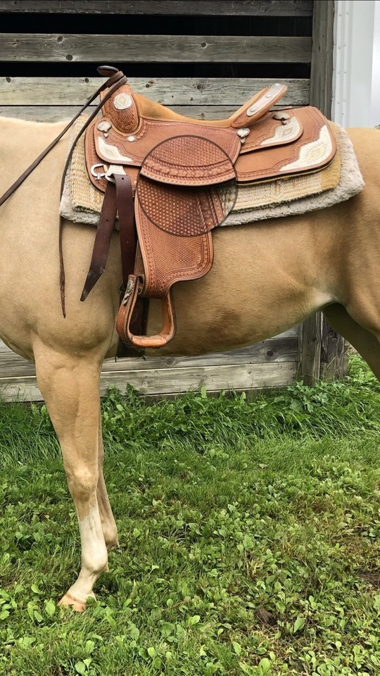 Dale Chavez show saddle | eBay