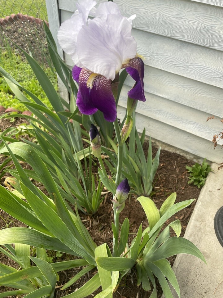 Iris 7 MIXED COLORS, NOID No Name Historical Irises Rhizomes Plant ...