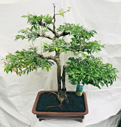 CHINESE ELM BONSAI TREE MULTIPLE AWARD WINNING SPLIT TRUNK | eBay