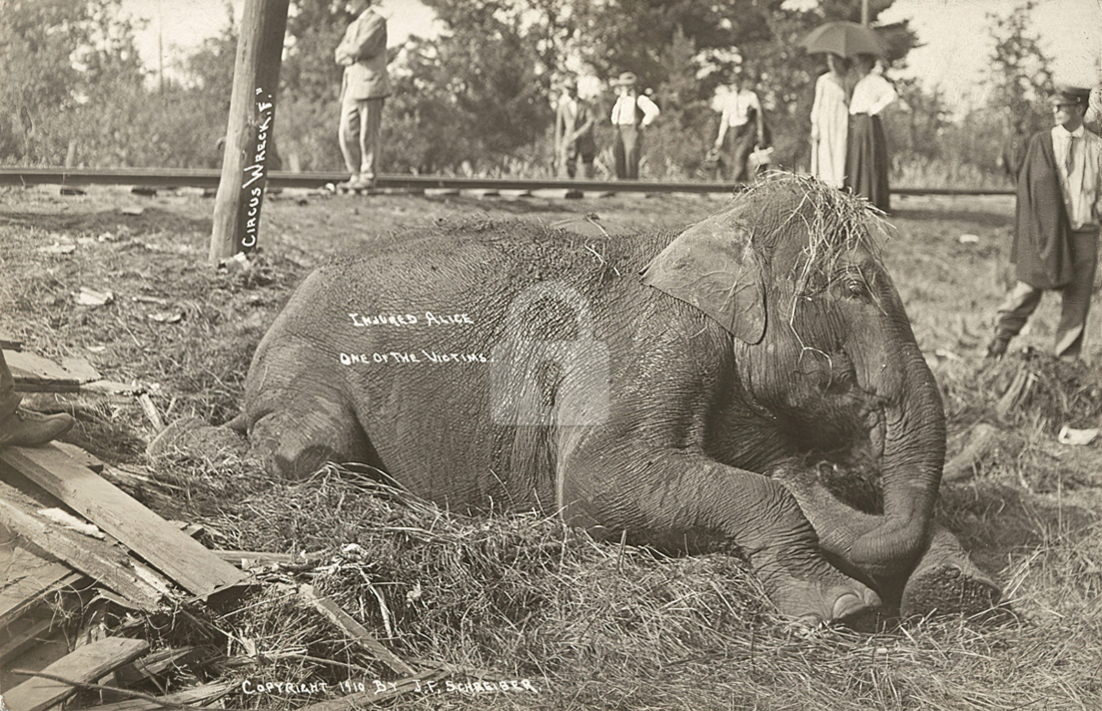 Circus wreck. Injured Alice, one of the victims 1910 RPPC Photo ...
