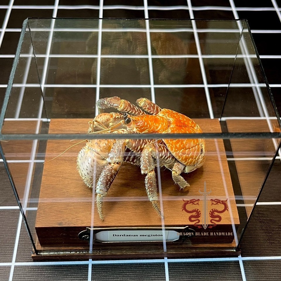 Crab specimen real Coconut crab, Birgus latro, museum-quality ...