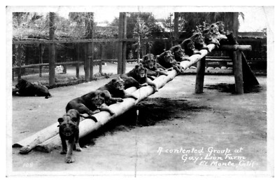 El Monte California Gay's Lion Farm Zoo Wildlife Sanctuary RPPC - A54 ...
