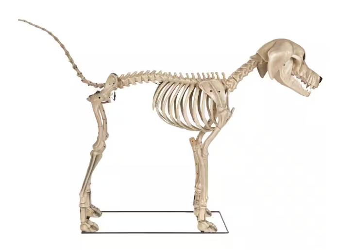 7 FOOT Skelly's Dog Skeleton Home Accent Halloween 2024 Home Depot SHIP ...