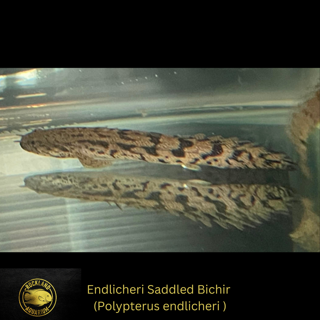 Endlicheri Saddled Bichir - Polypterus endlicheri - Live Fish (3"- 4 ...