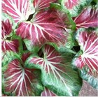 (2ct) Caladium Starburst Bulbs Limited | eBay