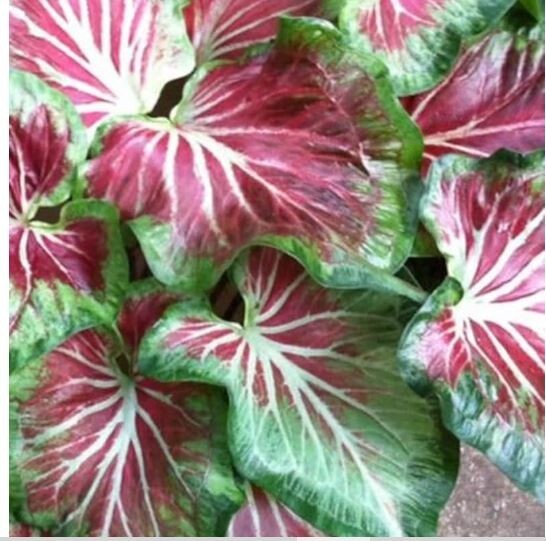 (2ct) Caladium Starburst Bulbs Limited | eBay
