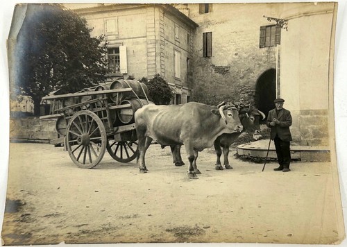 Original WWI Era Photo - Water Buffalo Pulling Cart - 9.25"x 7" | eBay