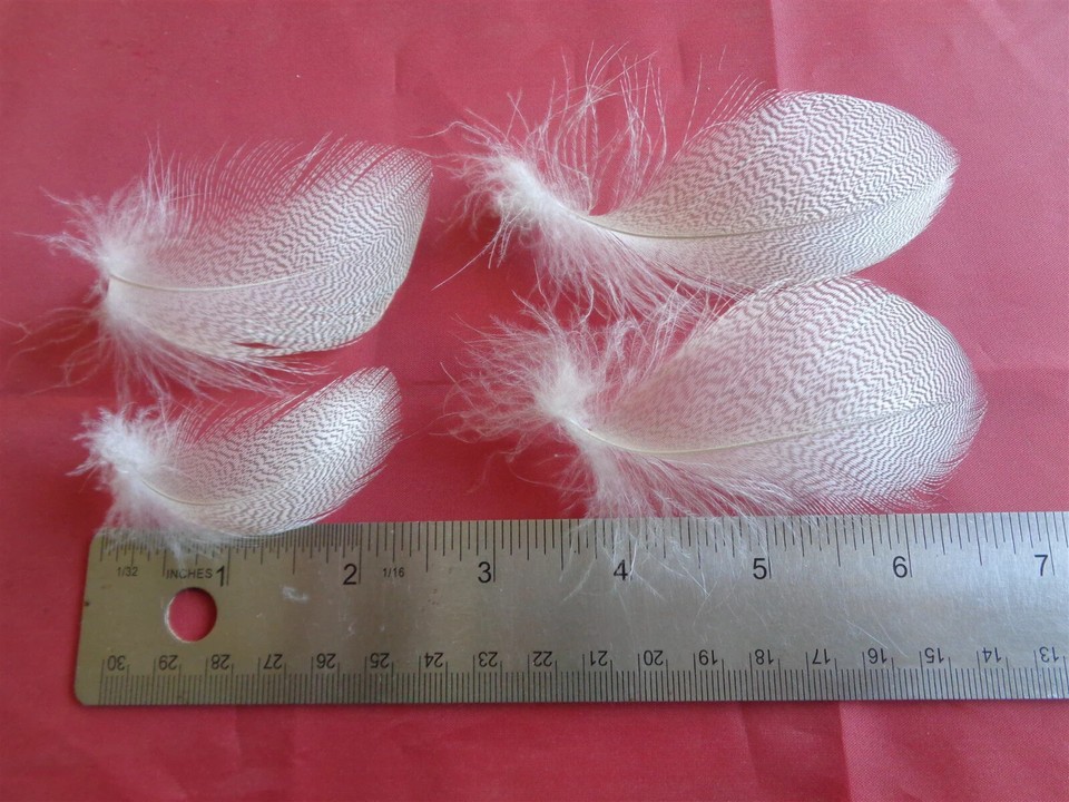 100 Mallard Duck Flank Feathers 2" to 4" - Crafting , Fly Tying | eBay UK