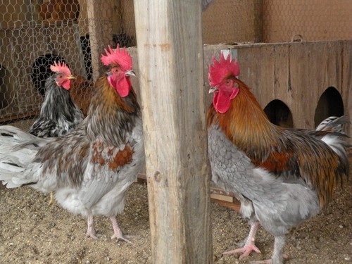 12 BLUE, BLACK AND SPLASH COPPER MARANS FERTILE HATCHING EGGS | eBay